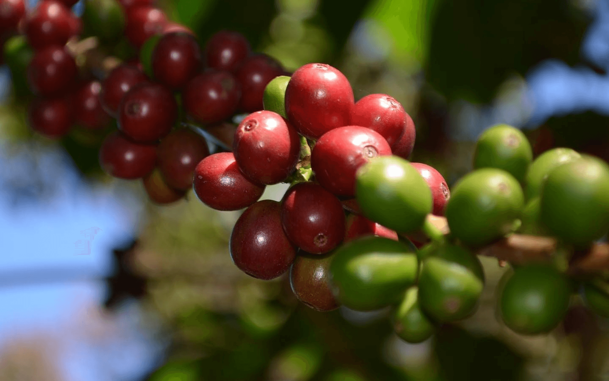 La Finca Coffee & Bakery | Best Burritos in Texas